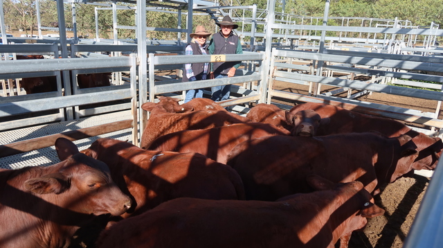 Santa steers hit $1240 - Beaudesert Times