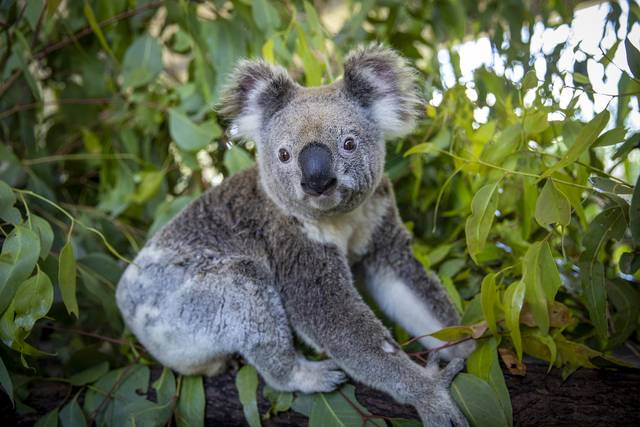Boonah koala poo talks - Beaudesert Times